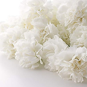Outsidepride Dianthus Caryophyllus Carnation White Garden Cut Flower Seeds - 2000 Seeds