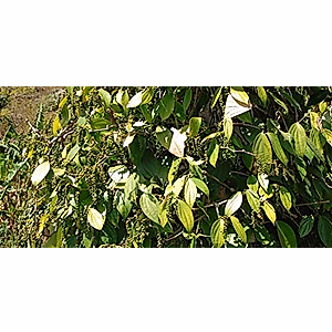 30+ Piper Nigrum Black Pepper Seeds Fragrant Herbs Spice Garden Plants Bonsai