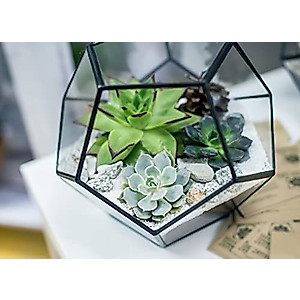 500pcs Mix Rare Succulent Seeds for Planting, DIY Bonsai Ornamental Plant Hardy Perennial