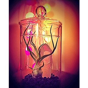 TDG The Drunken Gnome Tillandsia Air Plants Assorted Variety Pack, 3 X-Large