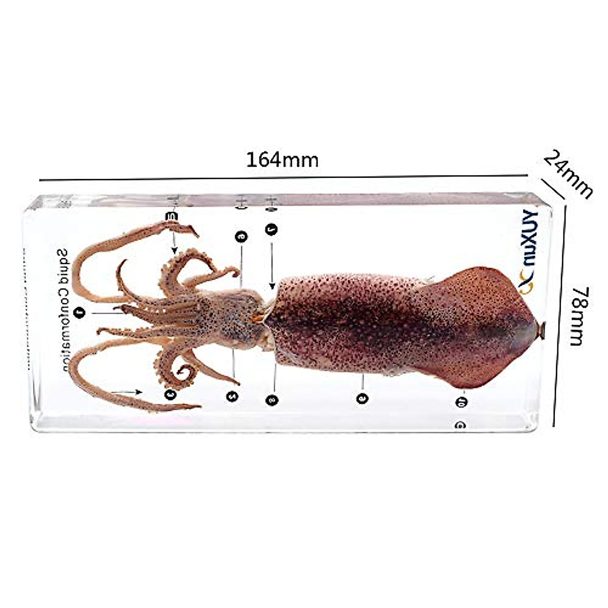 Squid Cuttlefish Conformation Specimen Paperweights Science Classroom Acrylic Block Specimens Sea Life Specimen for Science Education