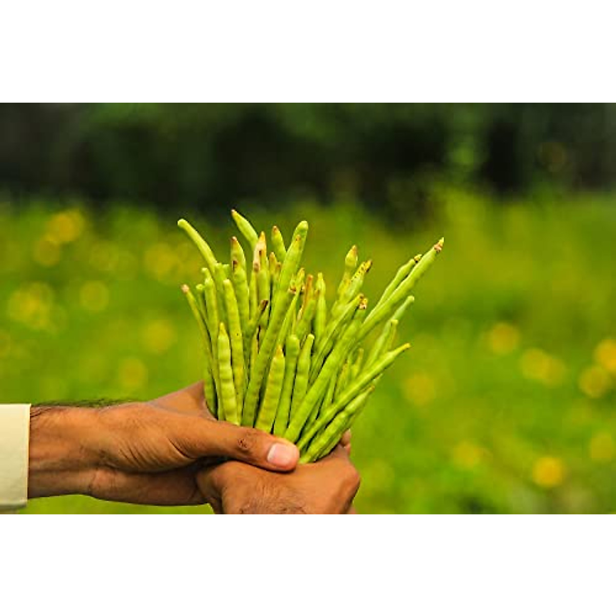 California Blackeye Cowpea Bush Bean Seeds for Planting, 50+ Heirloom Seeds Per Packet, (Isla's Garden Seeds), Non GMO Seeds, Botanical Name: Vigna Unguiculata, Great Bush Bean Variety