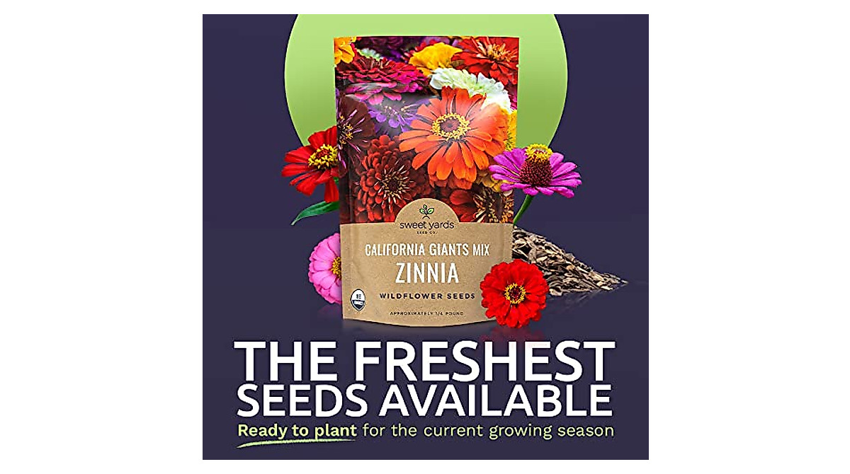Bulk Zinnia Seeds California Giants Mix - Over 12,000 Large Flowers