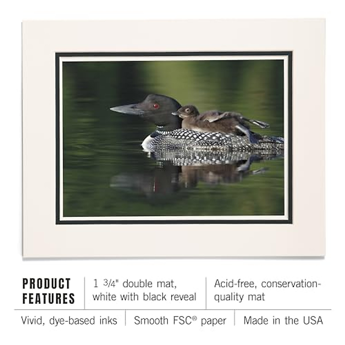 Lantern Press 11x14 Inch Matted Art Print Wall Decor, Loon and Chick