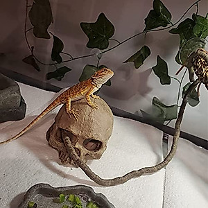 kathson Reptile Habitat Skull Decoration Bearded Dragon Tank Accessories Resin Human Skulls Hide Cave Hanging Vines Plant for Lizards Tortoise Snake Chameleon Spider Reptiles Amphibians(4 PCS)