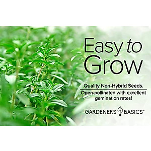 Summer Savory Seeds for Planting is A Heirloom, Non-GMO Herb Variety- Satureja Hortensis Herb Seeds Great for Indoor, Outdoor, Hydroponic Gardening by Gardeners Basics