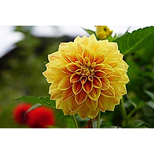 Dahlia Seeds Compound Petals Multi-Color Mixed Individually Packaged （1000+ Outdoor Garden Potted Plants Non-GMO)