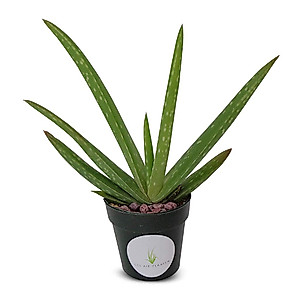 Live Aloe Vera Succulent Aloe Barbadensis Aloe 8"-12" Tall in 3.5" Pot