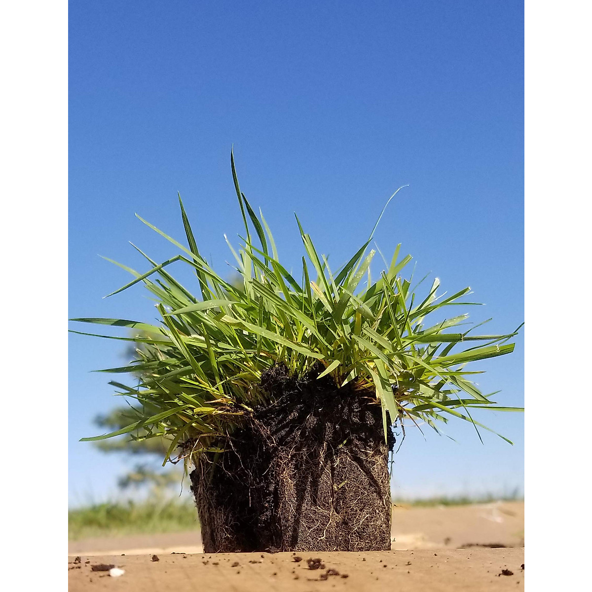Zoysia Plugs - 50 Large Grass Plugs - Drought Tolerant, Low Maintenance EZPLug
