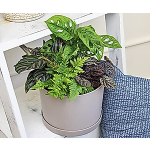 Altman Plants, Classic Houseplant Collection (4PK) Live Plants Indoor Plants Live Houseplants in Plant Pots, Easy House Plants Indoors Live, Snake Plant, Pothos in Potting Soil, Clean Air Plants