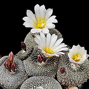 QAUZUY GARDEN 50 Rare Cactus Seeds Blossfeldia Liliputiana - Exotic Perennial Succulent Plants Seeds - Striking Houseplant Indoor Outdoor Container Plant