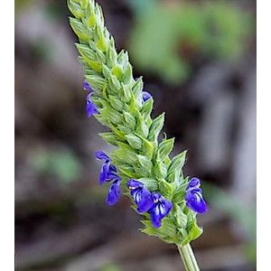 Chia Seeds for Planting, 1000+ Seeds Per Packet,Herb/Flower, (Isla's Garden Seeds), Non GMO & Heirloom Seeds, Scientific Name: Salvia hispanica, Great Gift