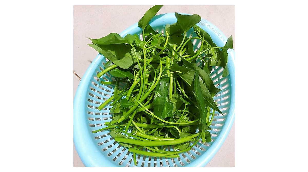 Buy 2000+ Kangkong Seeds - High Germination & Easy to Grow