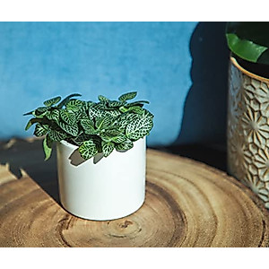 Easy to Grow Houseplants (12 Pack) Live House Plants in Plant Containers, Growers Choice Plant Set in Planters with Potting Soil Mix, Home Décor Planting Kit or Outdoor Garden Gifts by Plants for Pets