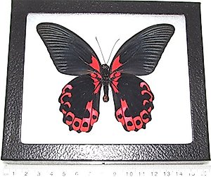 BicBugs Papilio rumanzovia Verso Real Framed Butterfly Pink RED