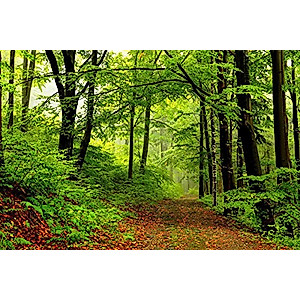 Gifts Delight Laminated 36x24 Poster: Nature, Spring, Forest, Park, Trees, Road, Path, Walk, Nature, Trees s Nature