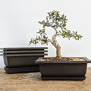 Tinyroots Bonsai Pots with Humidity Trays - Training Planters, Built in Mesh, 6-inch and 8-inch