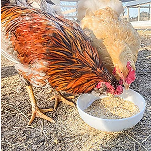Pampered Chicken Mama Egg-Cellent Yolks: Organic Chicken Feed Supplement & Duck Food for Golden Yolks (2.5 pounds)