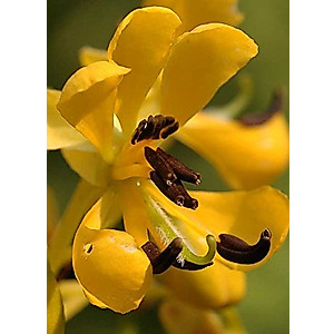 Senna hebecarpa | Wild Cassia | Wild American Senna | 100_Seeds