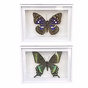 CXUEMH 2 Pcs Framed Butterfly Real Butterfly Specimens Taxidermy Butterfly in Frame Insect Collection Home & Office Desktop Decor Craft Gift for Men Women (Color A)