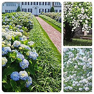 Mixed Hydrangea Seeds Flowers for Planting Non-GMO Home Garden Mixed Colors (100+)