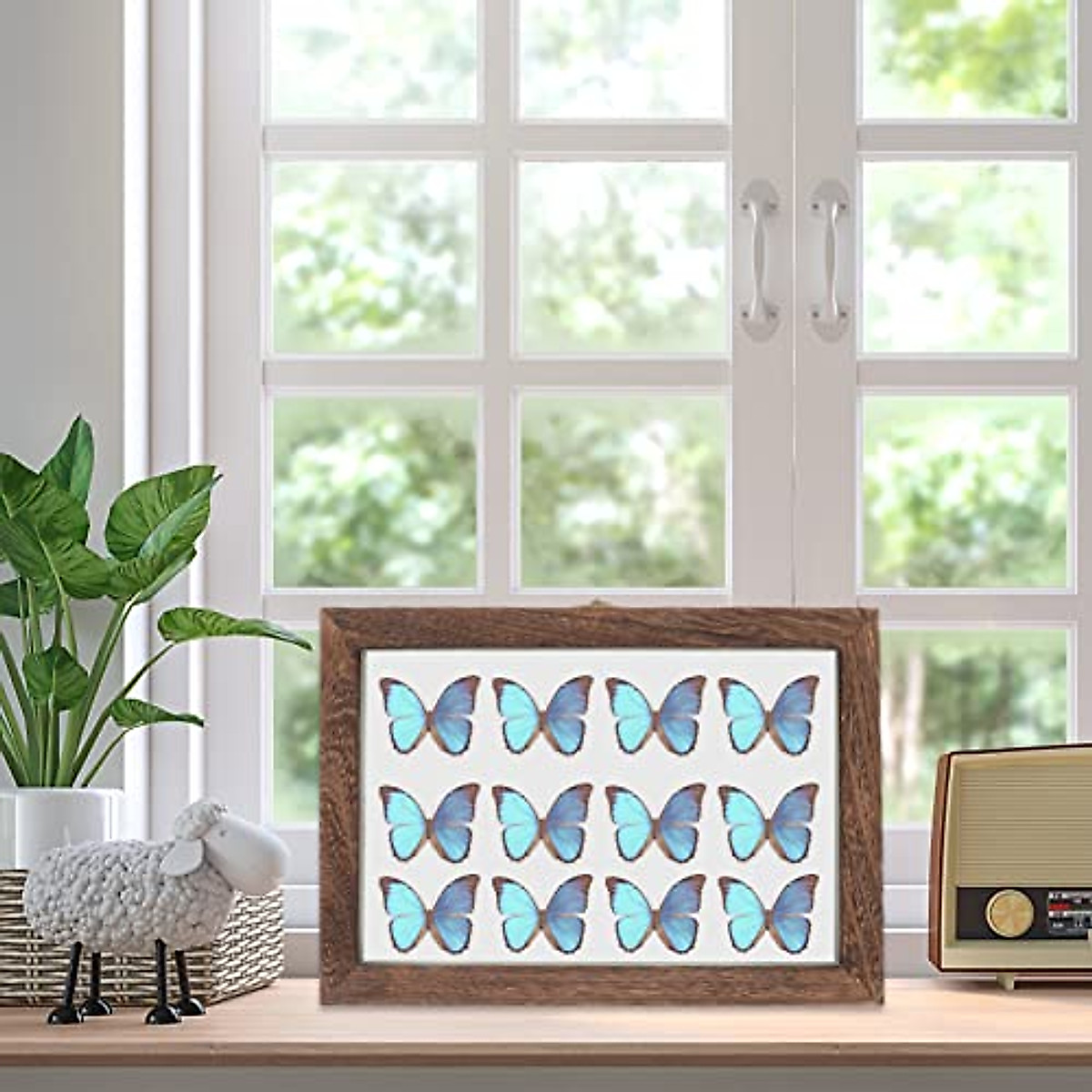 Cabilock Insect Display Case Wooden Bug Collection Box with Clear EVA Top Insect Shadow Box Insect Specimen Storage Box for Home
