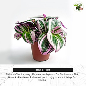 California Tropicals Pink Tradescantia - Rare Nanouk - Live Houseplant Potted in Soil with Rooted Leaves - Easy Care Indoor Outdoor Plant, Mini Tiny Tropical Plant Garden, 4 inch Pot