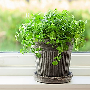 The Old Farmer's Almanac Heirloom Organic Cilantro Seeds (Slow Bolt) - Approx 180 Seeds - Certified Organic, Non-GMO, Open Pollinated, Heirloom, USA Origin