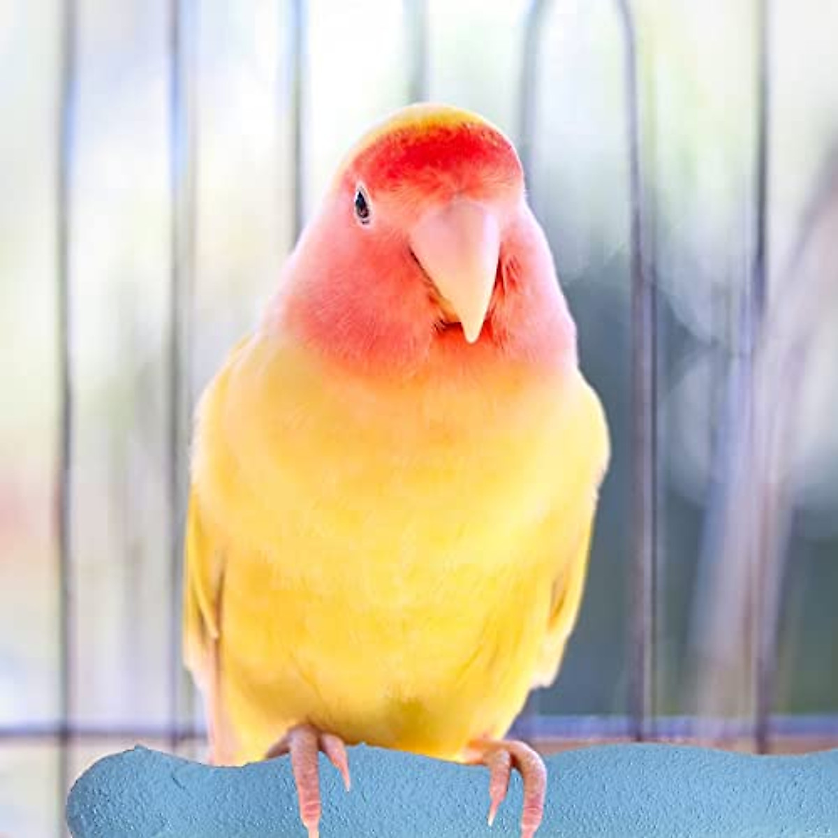 TEHAUX Parrot Toys Bird Perch, Parrot Perch Stand Toy 20cm Bird Cage Perch (Random Color) Bird Cage Accessories