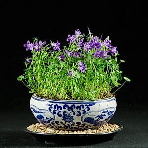 3 Pcs Round Black Plastic Humidity/Drip Trays for Bonsai Tree 4.75"x 4.75"x 1"