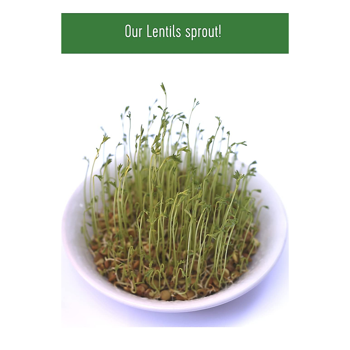 Small Brown Dry Lentils | 5 LBS Plastic Free Packaging | Family Farmed in Washington State | 100% Desiccant Free | Non-GMO | 100% Non-Irradiated | Kosher | Field Traced | Burlap Bag