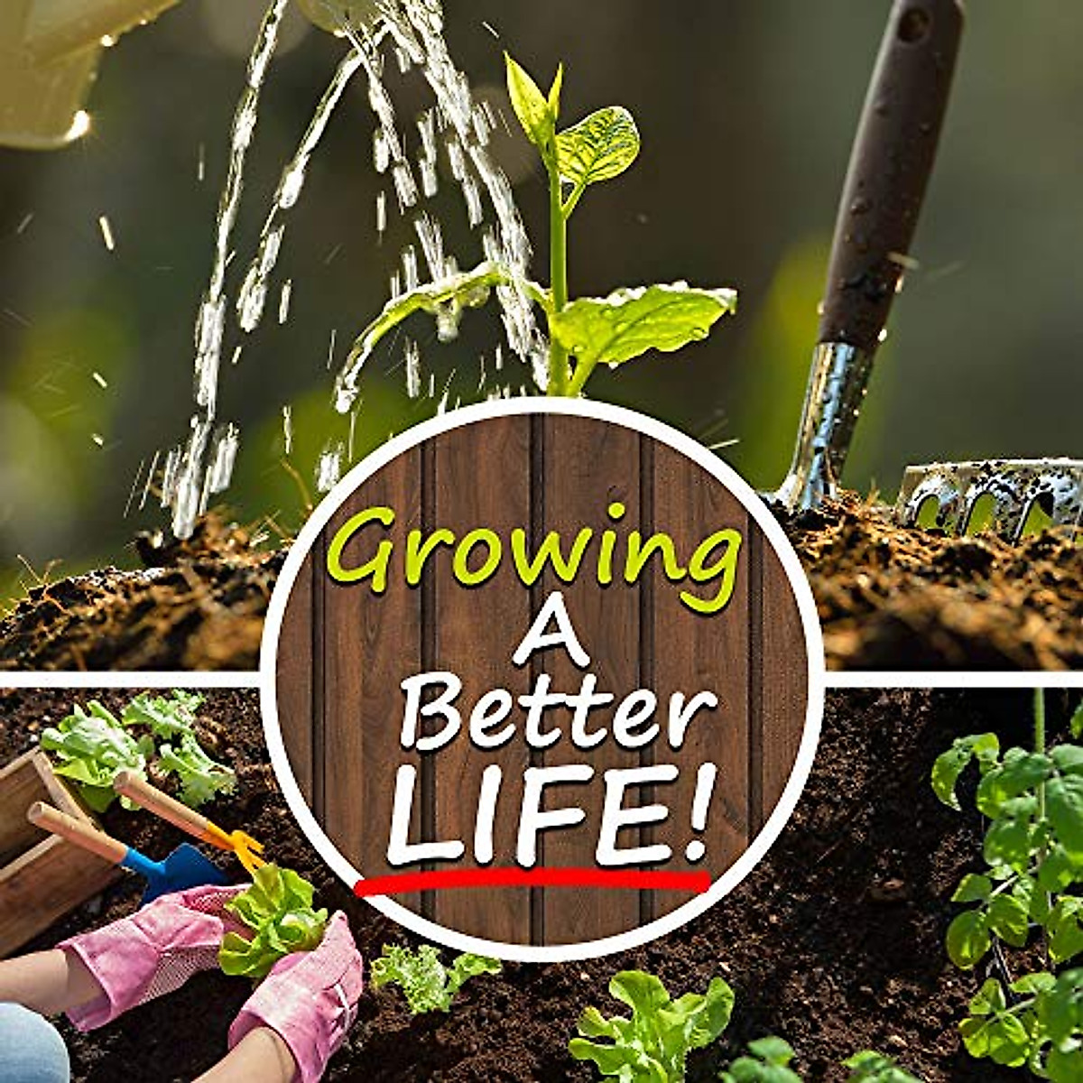 Mirai 301 Corn Seeds for Planting - Treated - ~50 Seed Packet - Corn Seed by Kitazawa Seed Company - Non-GMO Sweet Corn for The Garden, Farm, and Field