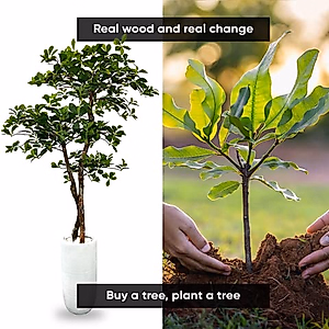 Hand-Made 5' Black Olive Leaf Artificial Tree with Ethically Sourced Real Wood Trunks | Green | Cypress & Alabaster