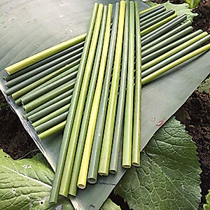 TXV Mart Eco-Friendly Disposable Party Grass Straws Drinking 100% Natural, Biodegradable, and Compostable (Pack of 100)