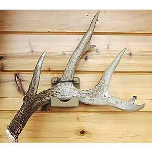 Shed Bed Wall Mounted Shed Antler Display by Antleritis #7051