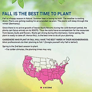 Pixies Gardens Yates Apple Tree Live Fruit Plant for Planting (3 Gallon Set of 2, Potted)