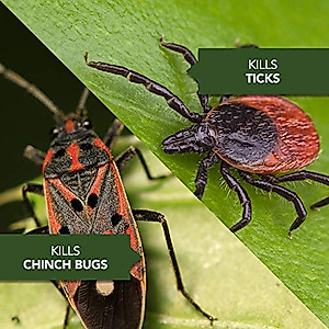 BioAdvanced 24 Hr Lawn Insect Killer, Ready-to-Spray, 32 oz