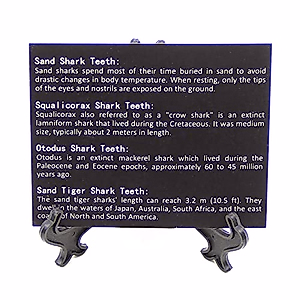 SUNNYHILL Shark Teeth Fossils Specimen Shark Gifts Real Prehistoric Shark Tooth Set for Education and Collection