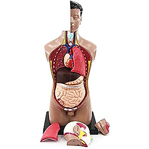 PSVOD Torso Model - Human Internal Organs Anatomy Male Female Torso Anatomical Model - Human Body Torso Model,Medical Teaching Learning Model Exquisite