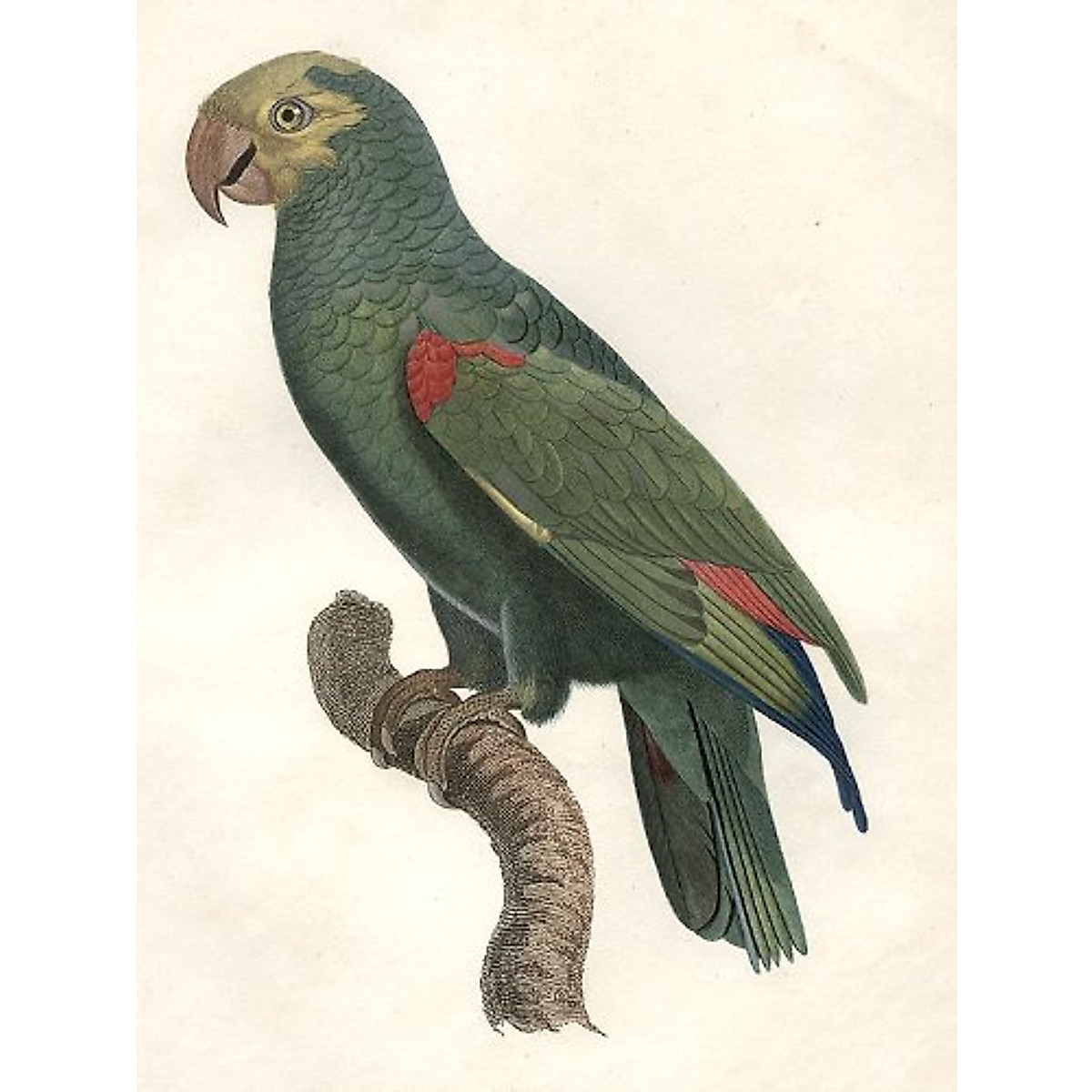 [L'amazone α tΩte jaune (Yellow-crowned Amazon [Amazona ochrocephala])]