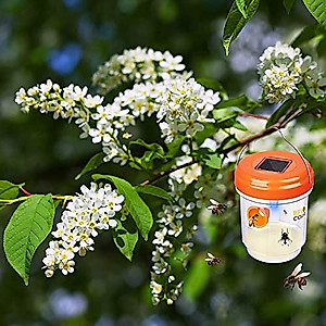 BEE COLINE Wasp Trap Outdoor Hanging - Solar Powered Bee Trap Outdoor - Wasp Killer for Wasps, Hornets, Fruit Flies, and Insects - Effective Insect Trap - Bee Killer and Yellow Jacket Trap Pack of 2
