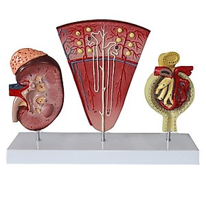 Human Anatomy Kidney Model, glomerular Model Anatomical Biology Learning Set, Urinary System Anatomy Ornaments, Used in School Hospital Teaching Display Laboratory