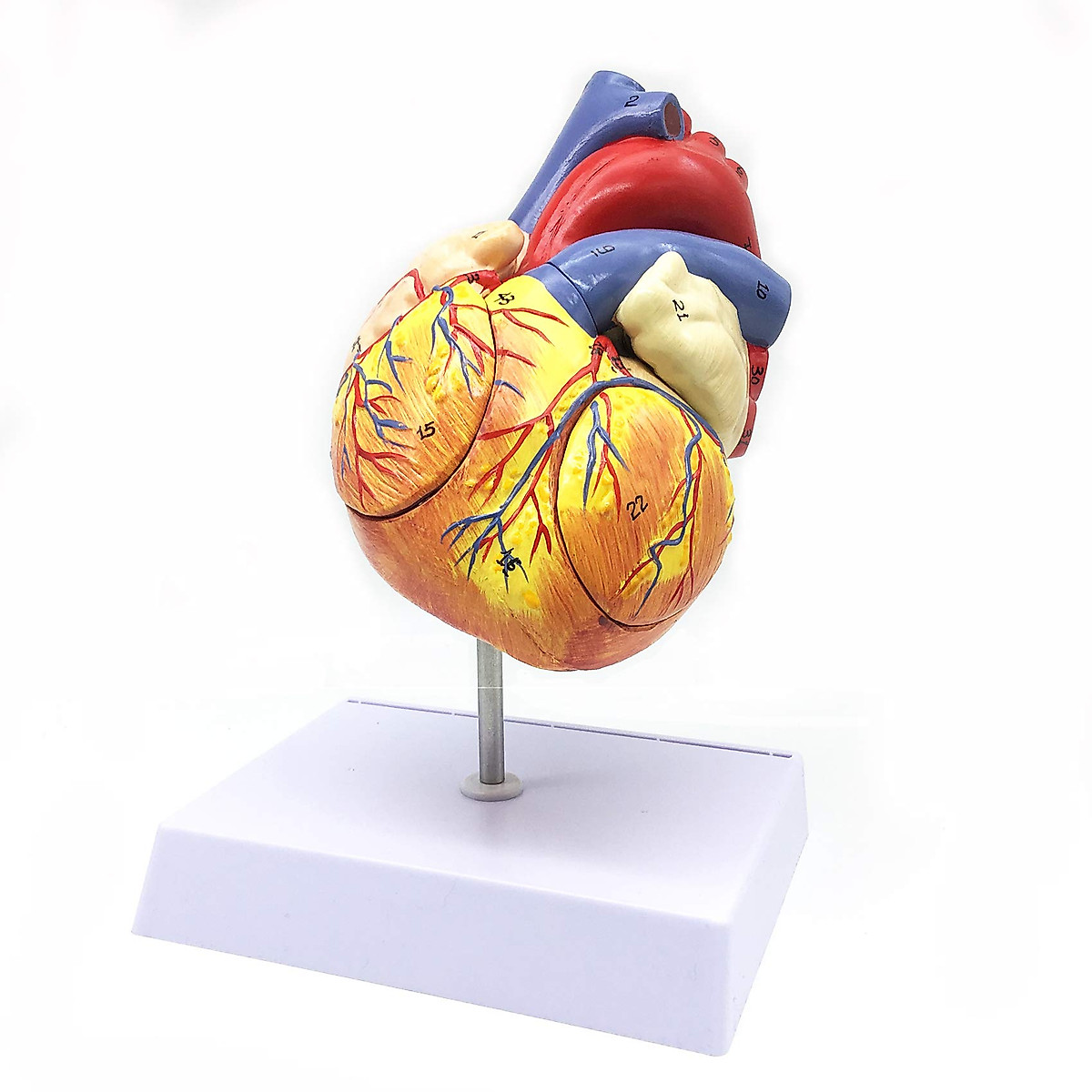 XINDAM 2X Enlarged Human Heart Anatomical Model,Anatomically Accurate Heart Model Human Skeleton Anatomy for Science Classroom Study Display Teaching Medical Model