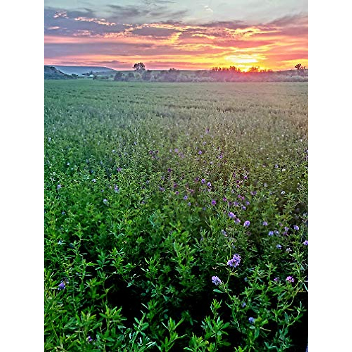 Alfalfa Seed- Farmer Direct Certified Clean Alfalfa Seeds- High Germination, Easy to Grow 6 Ounces