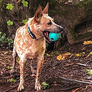 Chew King Fetch Balls Extremely Durable Natural Rubber Toy 3 inch Balls - Pack of 3 (CM-0263-CS01)