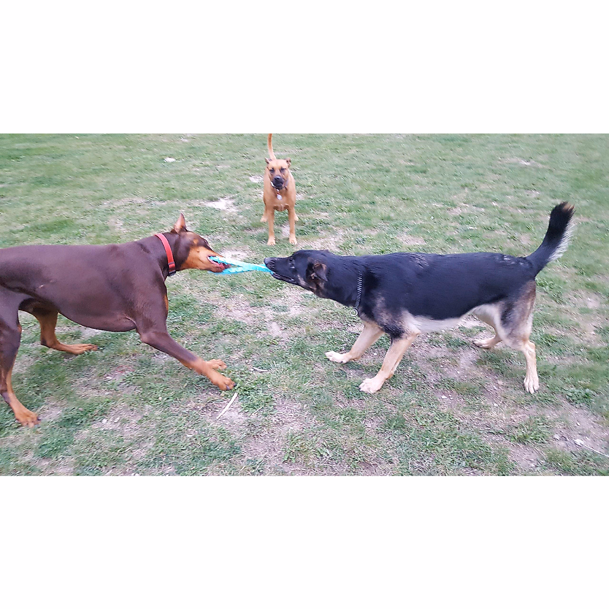 DentapupⓇ Dental Dog Toy Cleaning Teething Chew Ring with Teeth for Medium to Large Breed Dogs - Tartar & Plaque Remover, Gum Massager & Mouth Cleaner for Fresh Breath, Made in USA - Pink