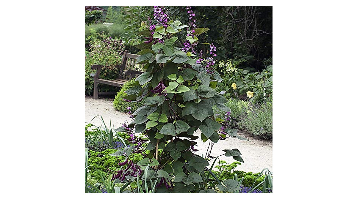 Hyacinth Bean Climbing Vine Seeds - Vibrant Garden Flowering Plant