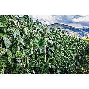 Blue Lake Pole Bean Seeds for Planting, 50+ Heirloom Green Bean Seeds Per Packet, (Isla's Garden Seeds), Non GMO Seeds, Botanical Name: Phaseolus vulgaris