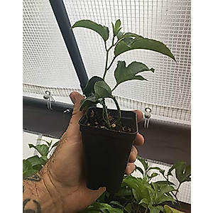 Cold Hardy 'Red Rover' Edible Passiflora Edulis - Edible Purple Passion Flower Fruit Vine - Live Plant