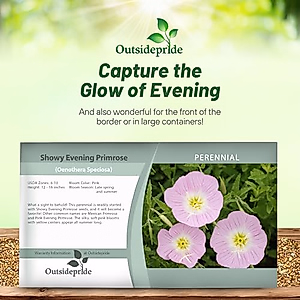 Outsidepride 5000 Seeds Perennial Oenothera Speciosa Showy Evening Primrose Wild Flower Seeds for Planting